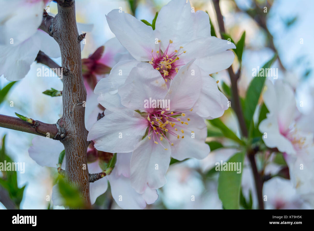 Almond bloom in spring Stock Photo - Alamy