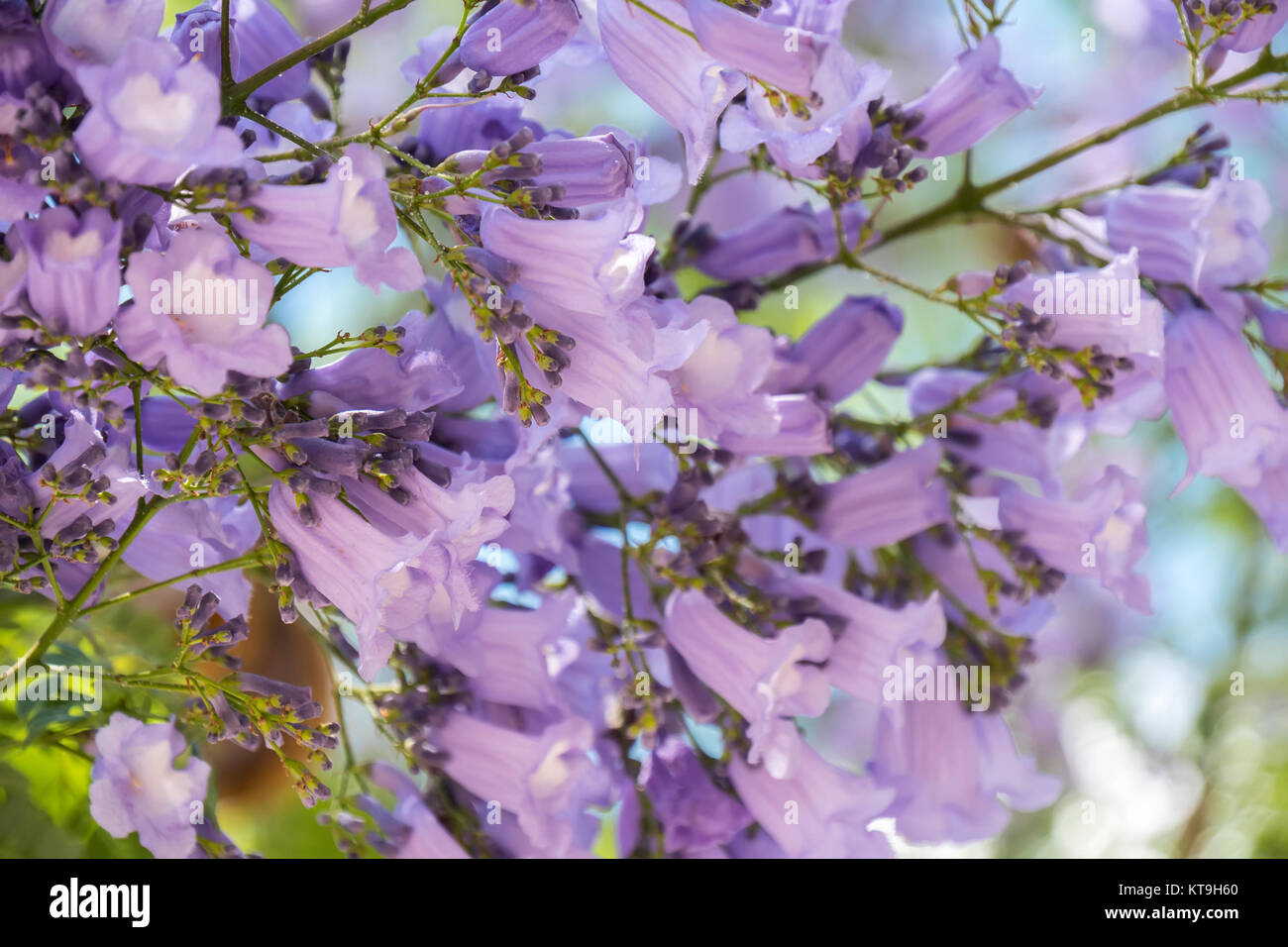 Jacaranda tree flowers Stock Photo - Alamy