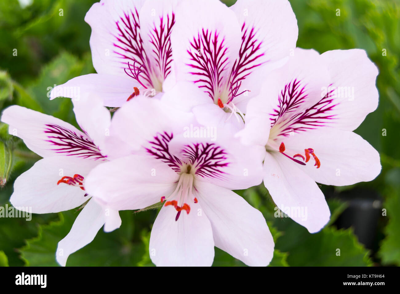 Geranium flowers, Pelargonium, spring time Stock Photo - Alamy