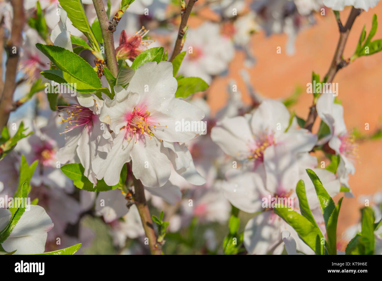 Almond bloom in spring Stock Photo - Alamy
