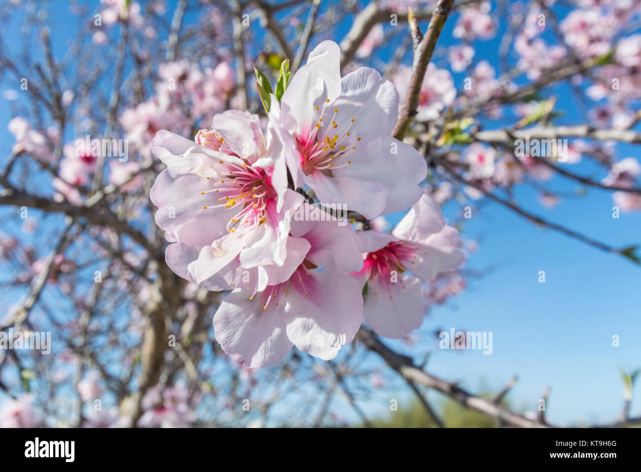 Almond bloom in spring Stock Photo - Alamy