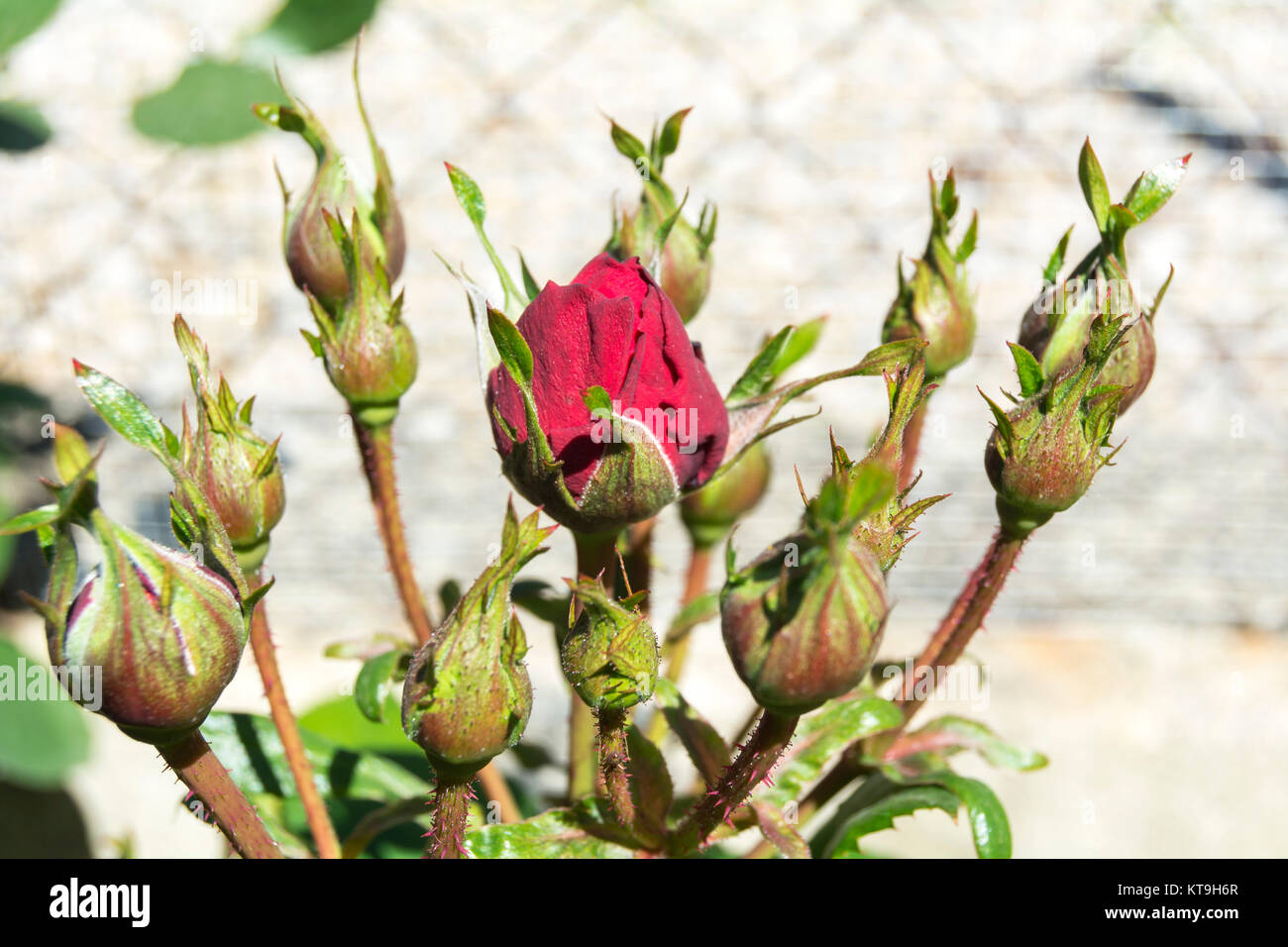 Red rose buds Stock Photo - Alamy