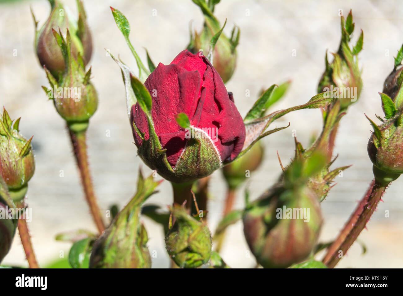 Red rose buds Stock Photo - Alamy