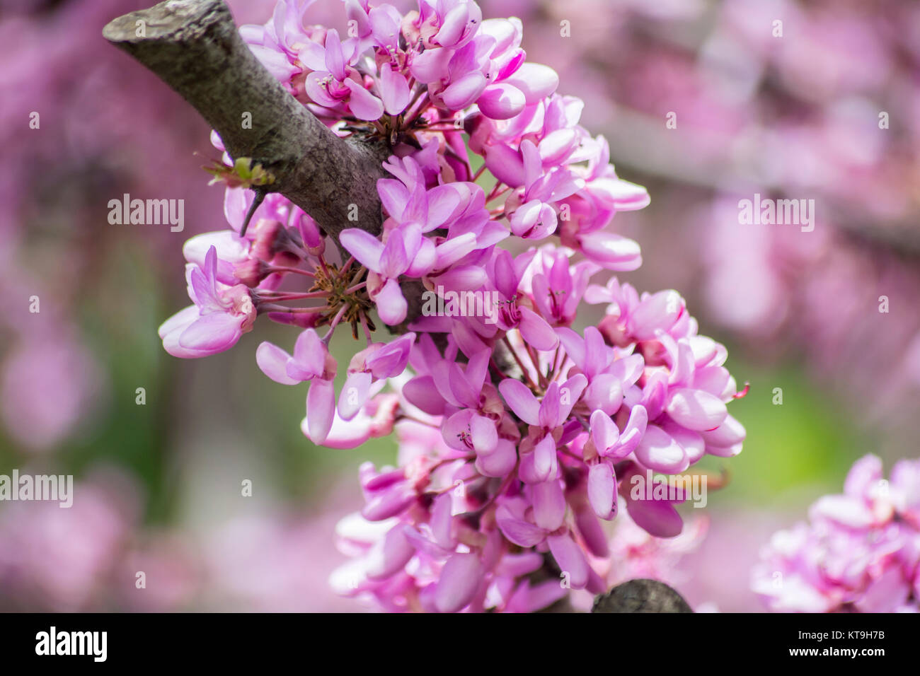 Japanese judas tree leaves hi-res stock photography and images - Alamy