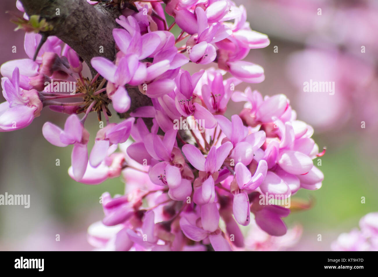 Judas tree flower (Cercis siliquastrum Stock Photo - Alamy