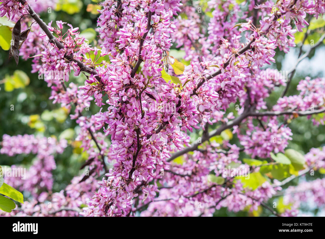 Japanese judas tree hi-res stock photography and images - Alamy