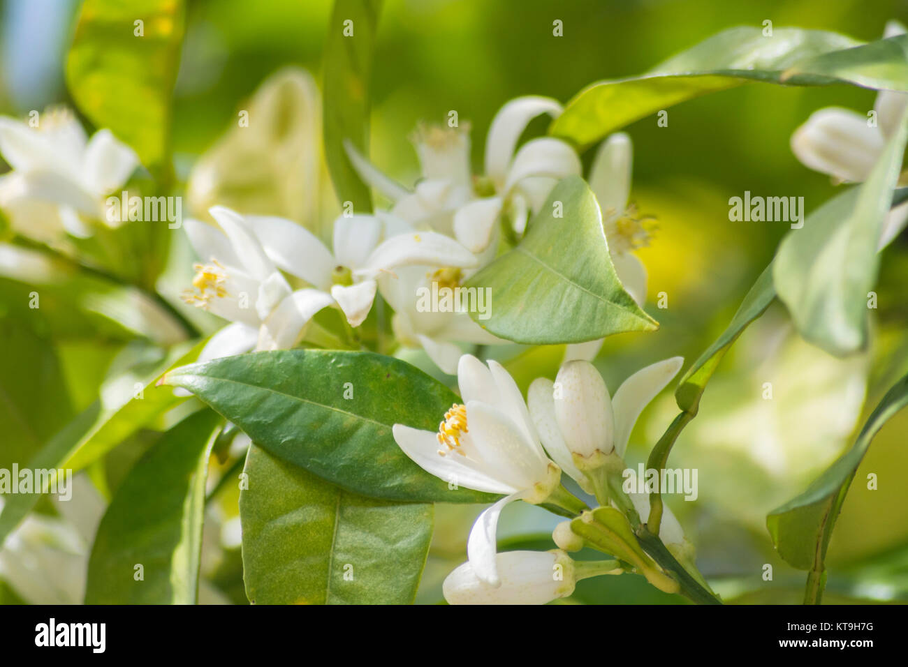 Orange blossoms in spring Stock Photo - Alamy