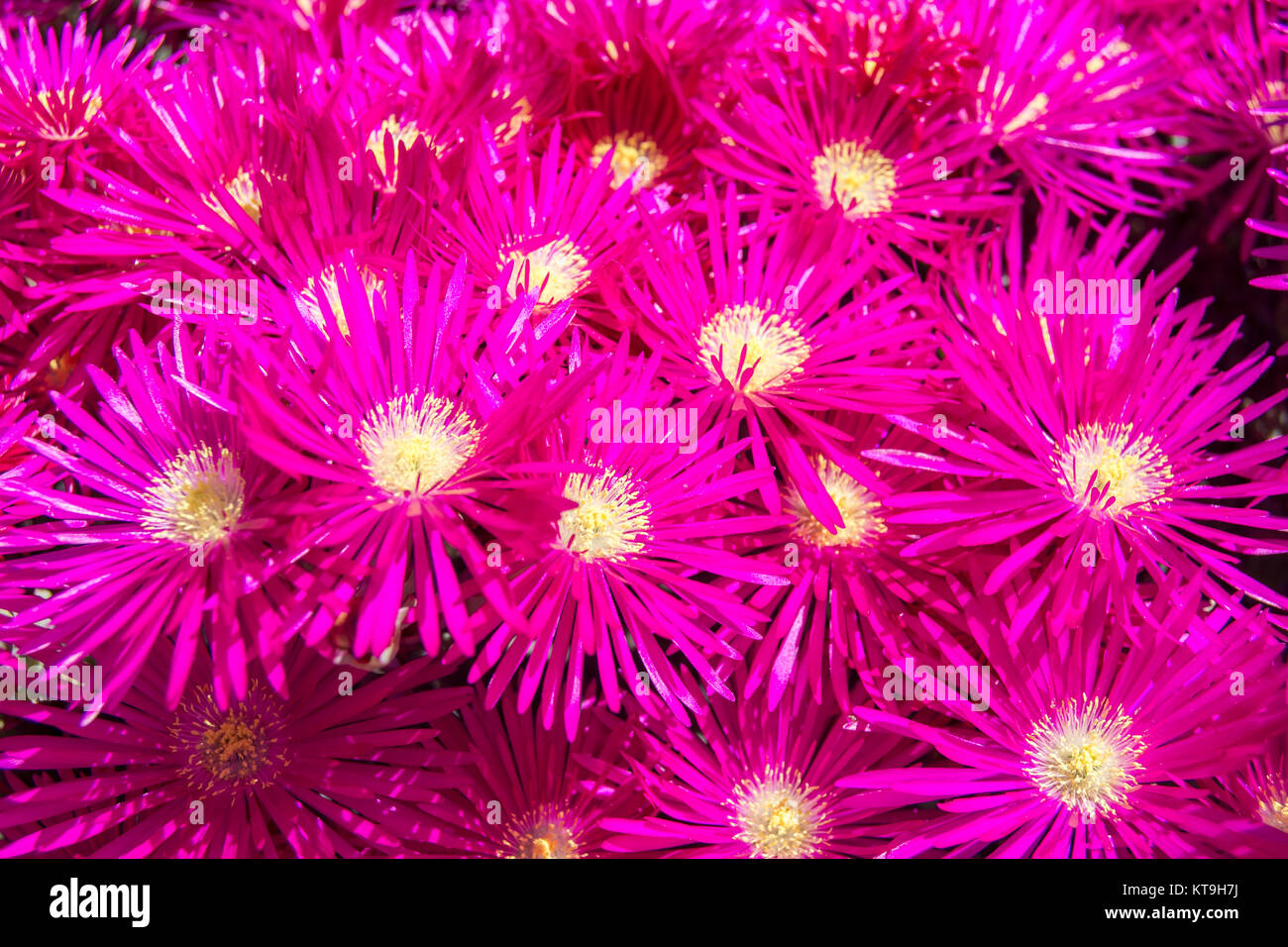 Set of fuchsia flowers with yellow pistils Stock Photo - Alamy