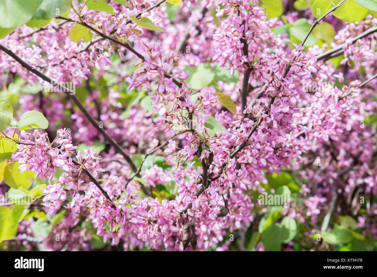 Judas tree flower (Cercis siliquastrum Stock Photo - Alamy