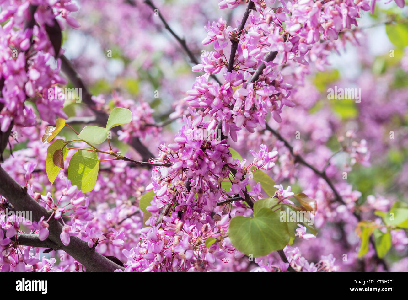 Judas tree flower (Cercis siliquastrum Stock Photo - Alamy