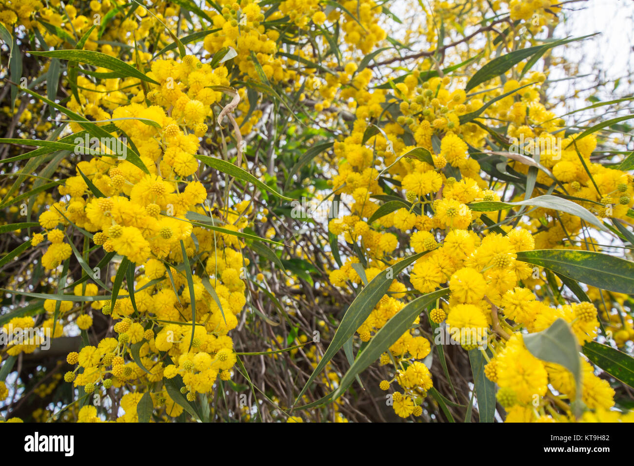 Acacia dealbata flower (silver wattle, blue wattle or mimosa Stock ...
