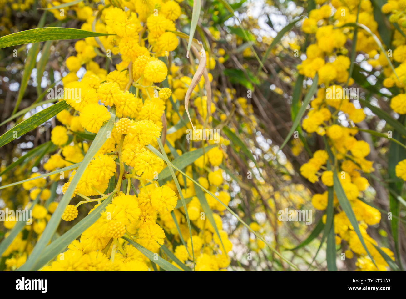 Acacia dealbata flower (silver wattle, blue wattle or mimosa Stock ...