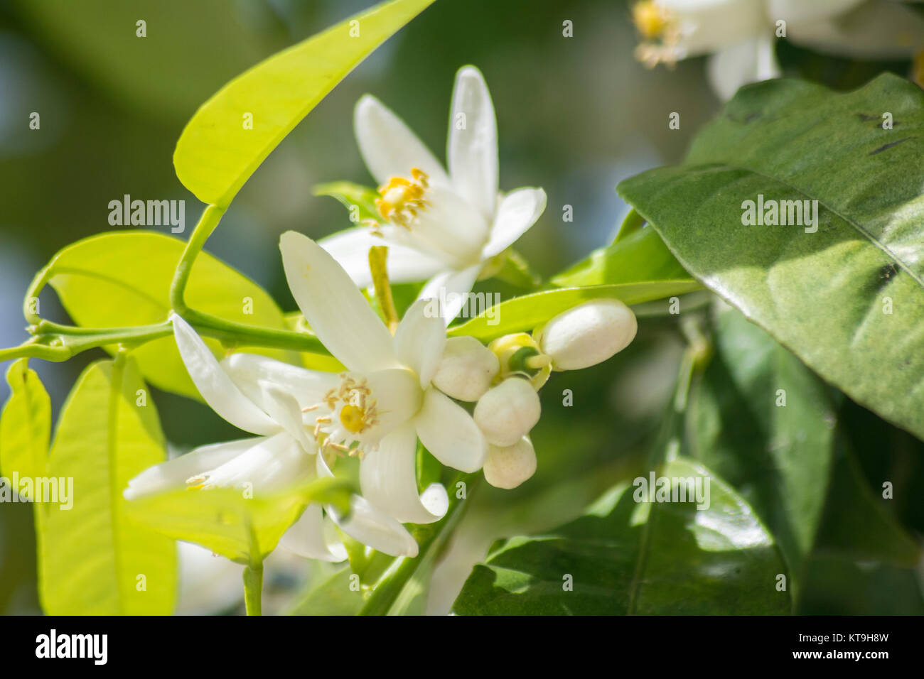 Orange blossoms in spring Stock Photo - Alamy