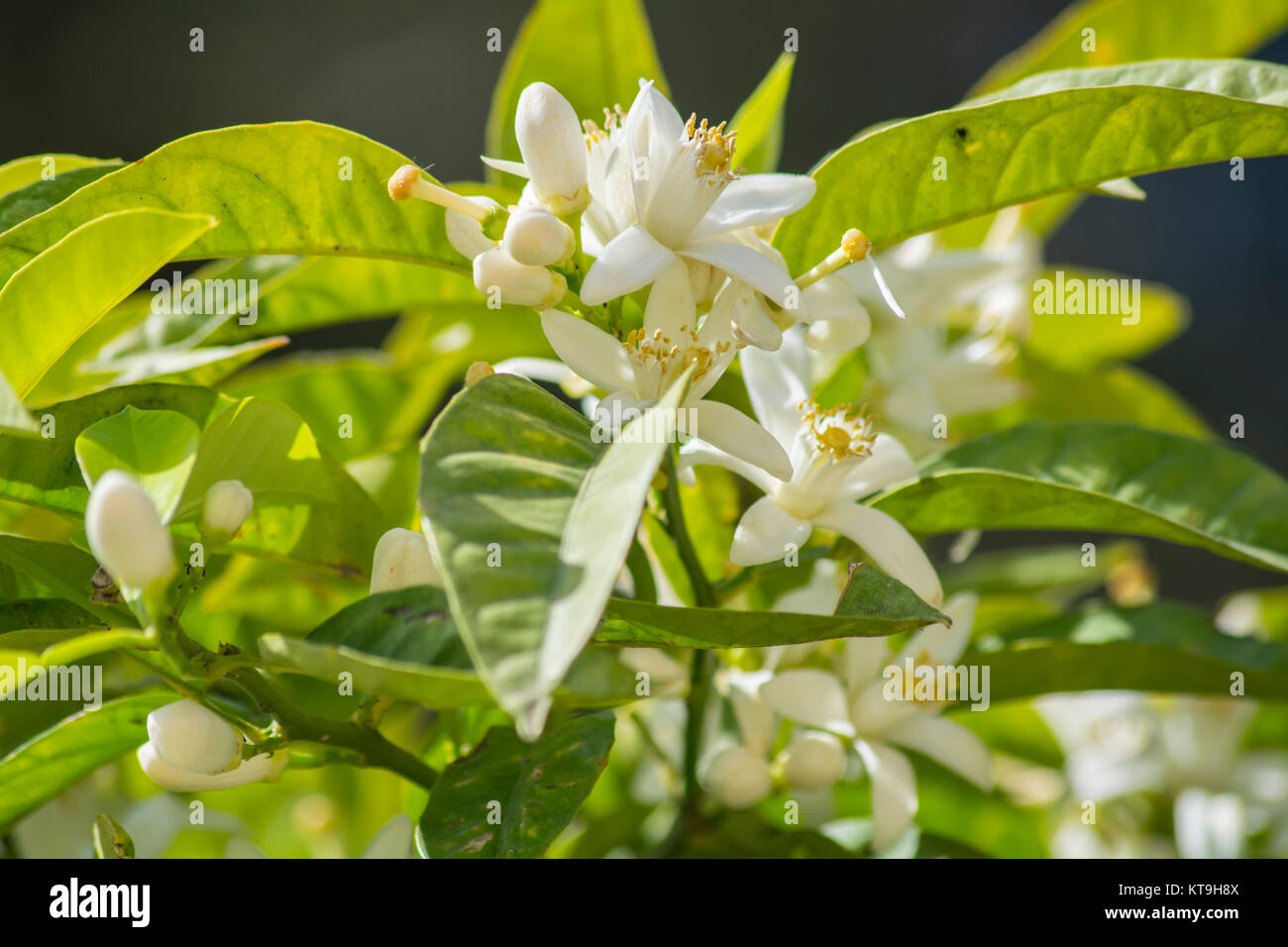 Orange blossoms in spring Stock Photo - Alamy