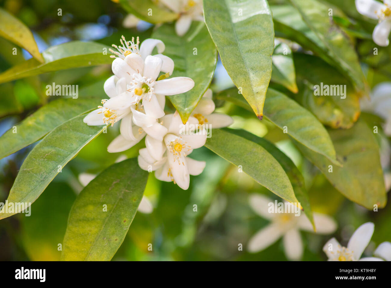 Orange blossoms in spring Stock Photo - Alamy