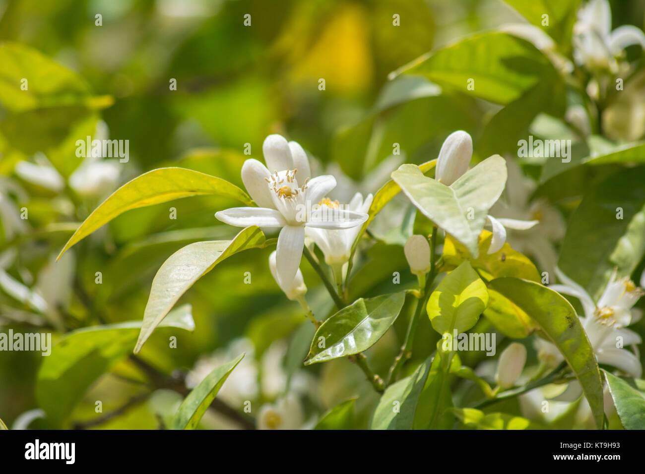 Orange blossoms in spring Stock Photo - Alamy