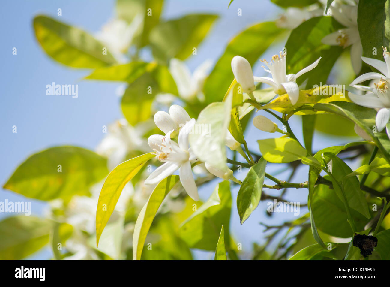 Orange blossoms in spring Stock Photo - Alamy