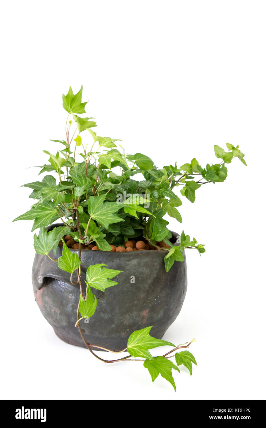 Green ivy plant in clay pot Stock Photo - Alamy