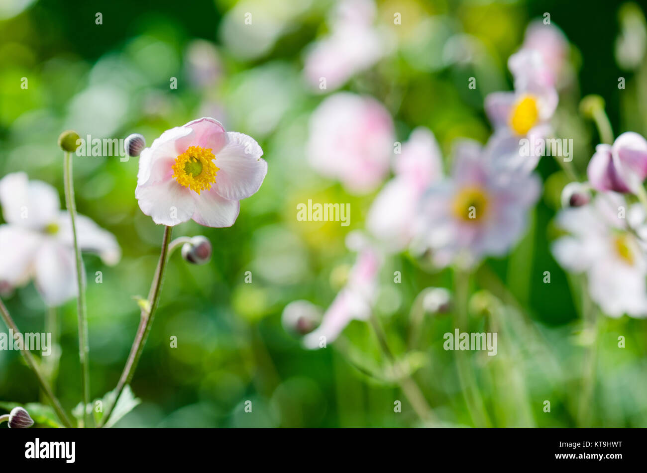 Japanese anemone leaves hi-res stock photography and images - Alamy