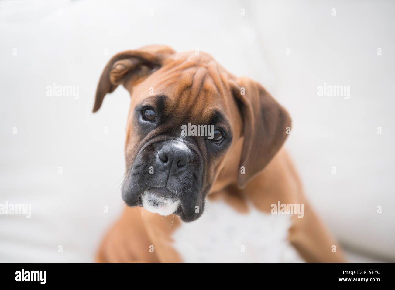 Boxer puppy garden hi-res stock photography and images - Alamy