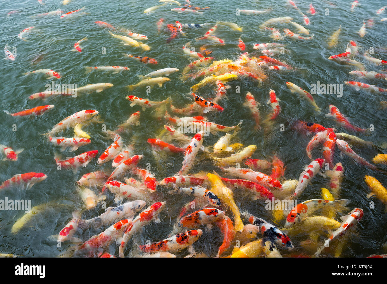 Colorful Koi fish pond Stock Photo - Alamy