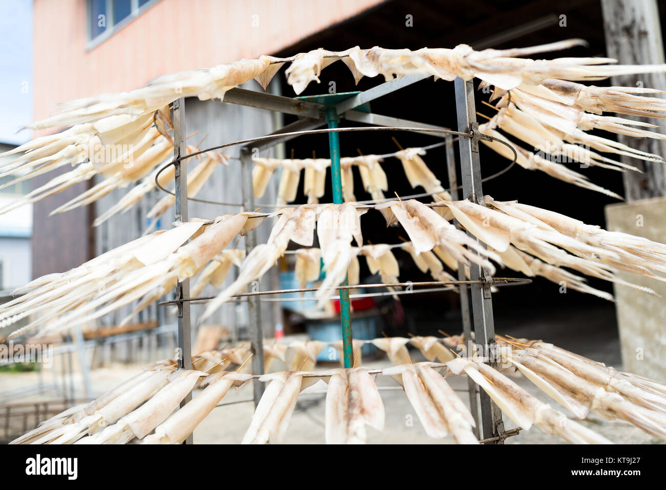 Squid Drying on the stand Stock Photo - Alamy