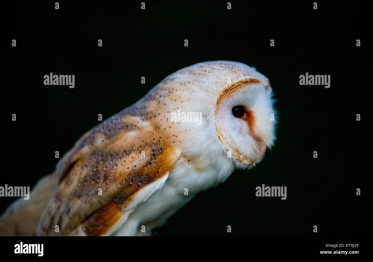Barn owl portrait Stock Photo - Alamy