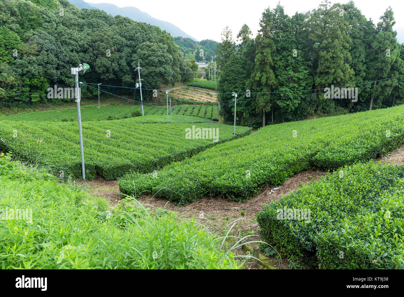 Beautiful pattern of tea field Stock Photo - Alamy