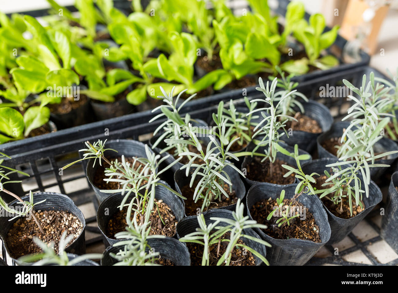 Sprout in pot Stock Photo - Alamy
