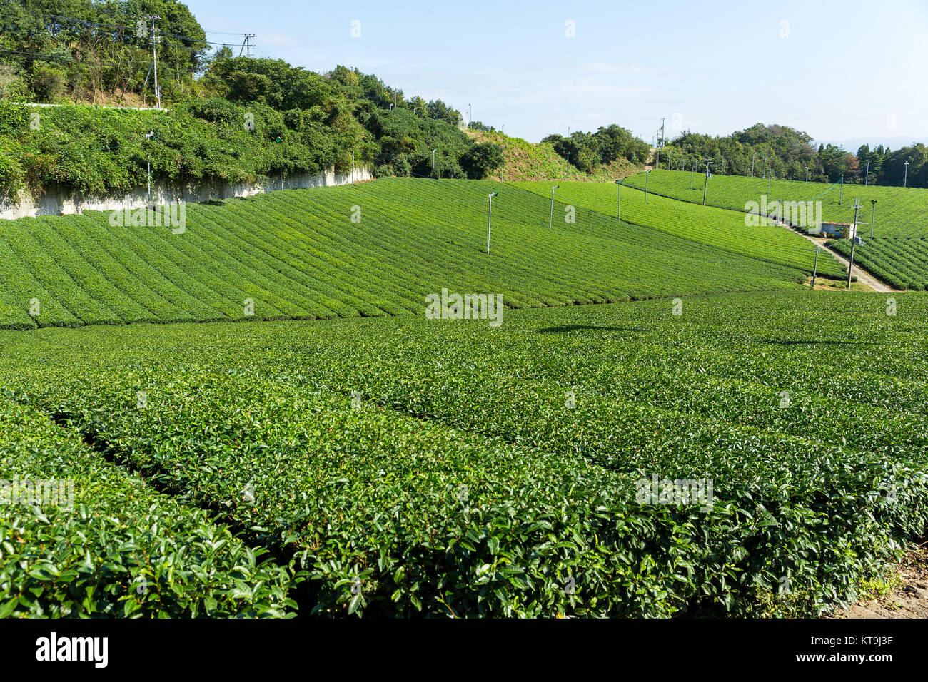 Fresh Green tea farm Stock Photo - Alamy