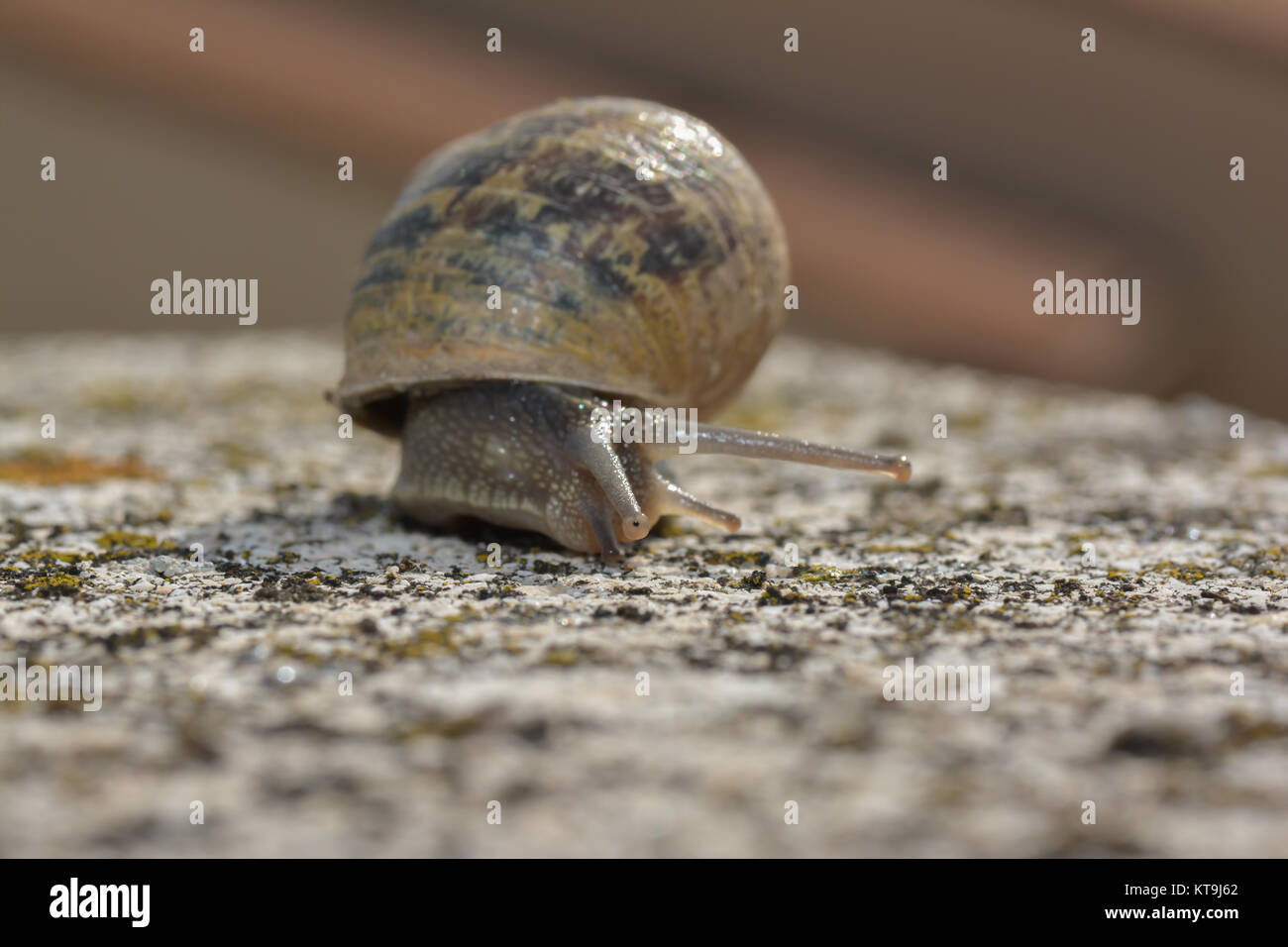 little snail on the wall Stock Photo - Alamy