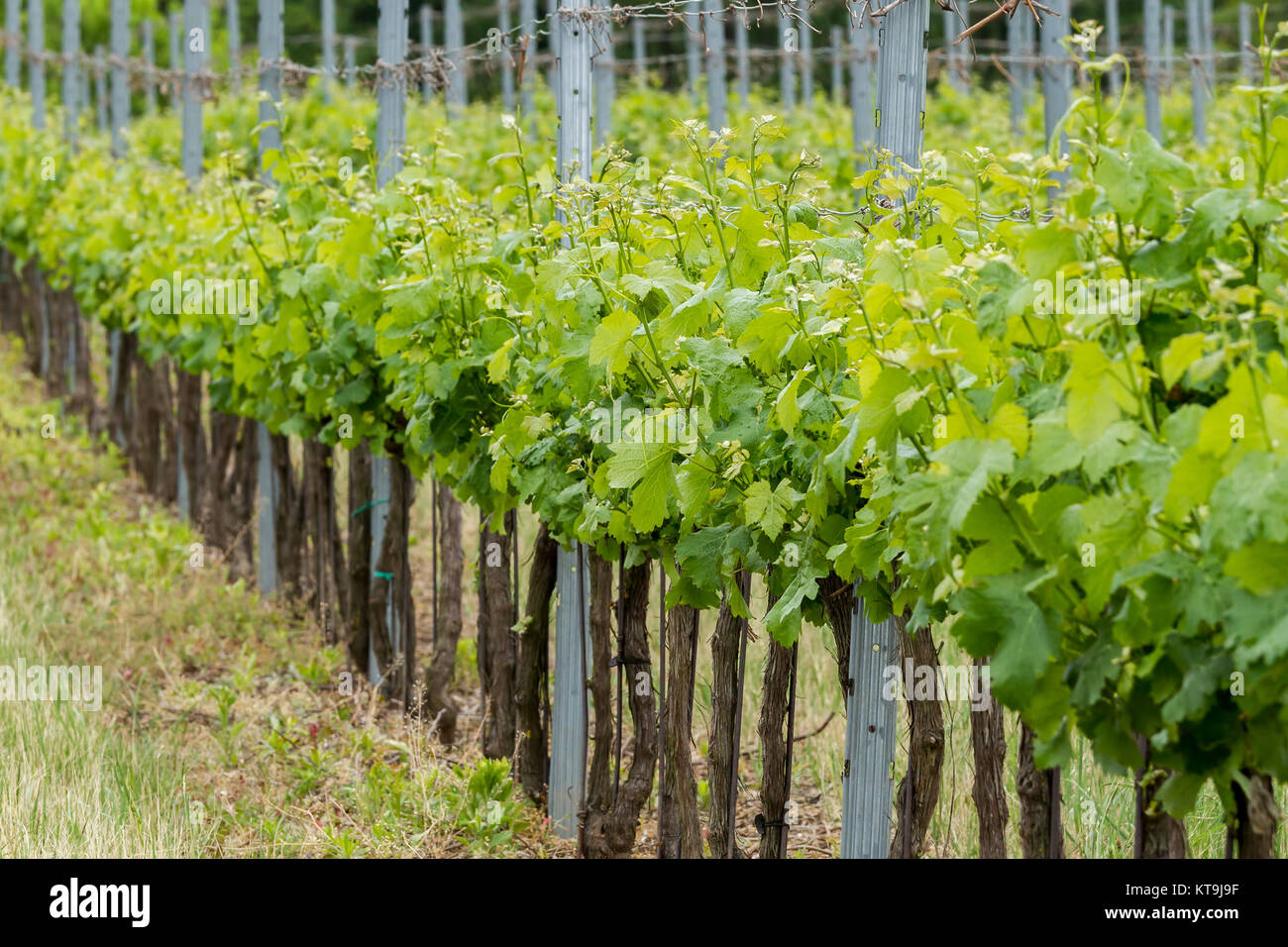 Close up of grapes in spring Stock Photo - Alamy