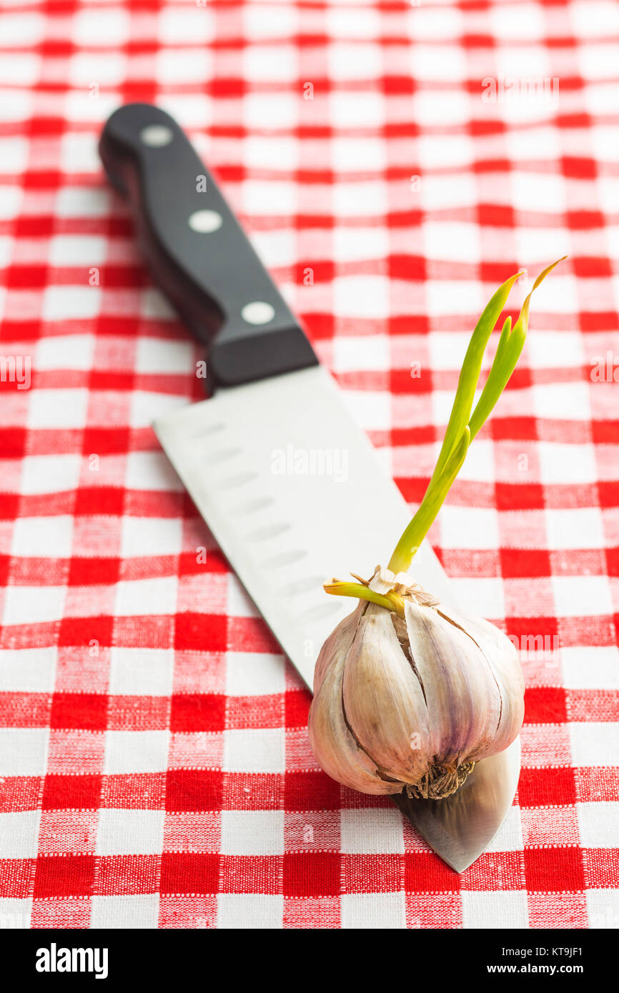 The germination garlic Stock Photo - Alamy