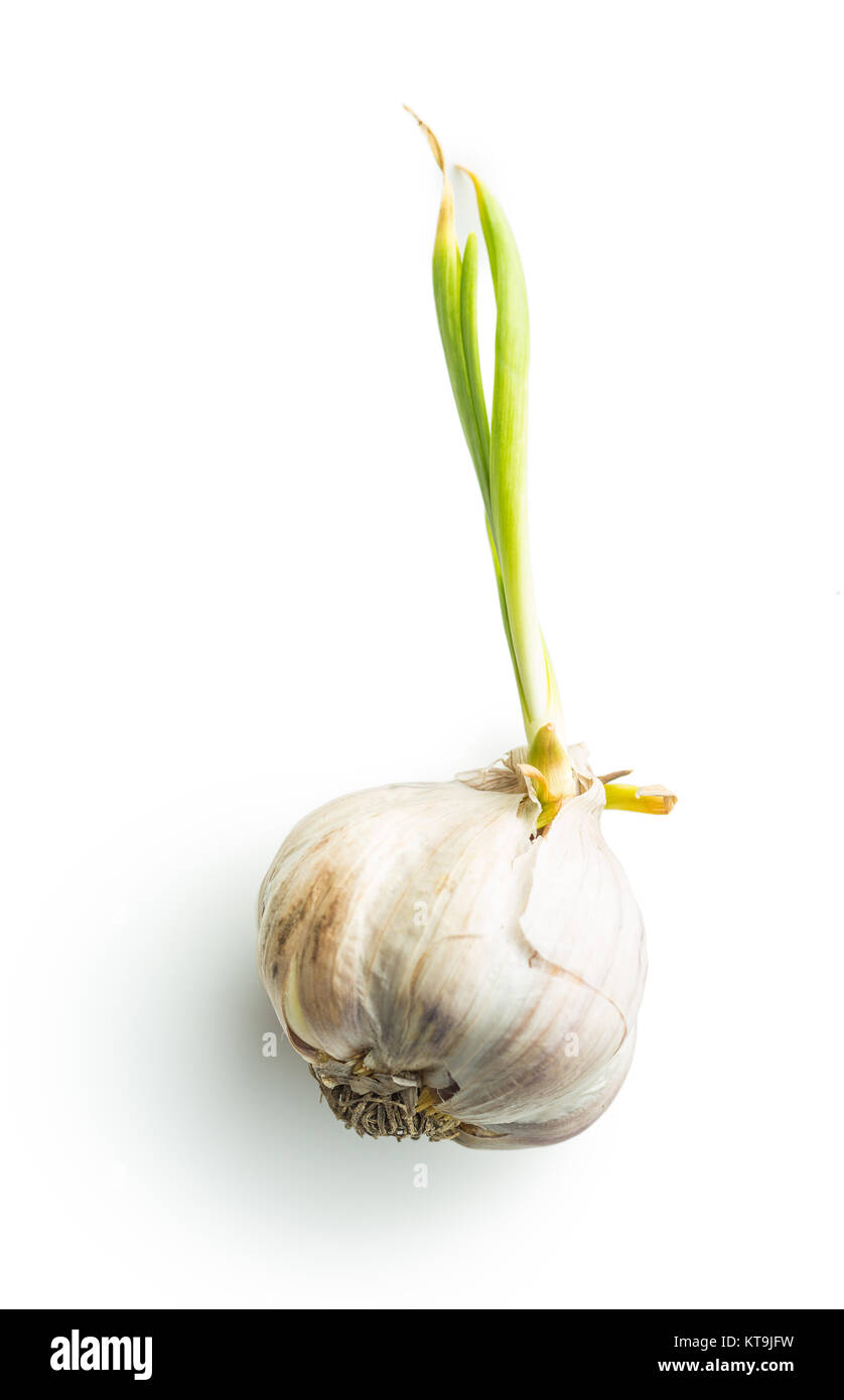 The germination garlic Stock Photo - Alamy