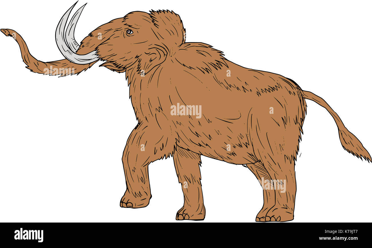 Woolly mammoth drawing hi-res stock photography and images - Alamy