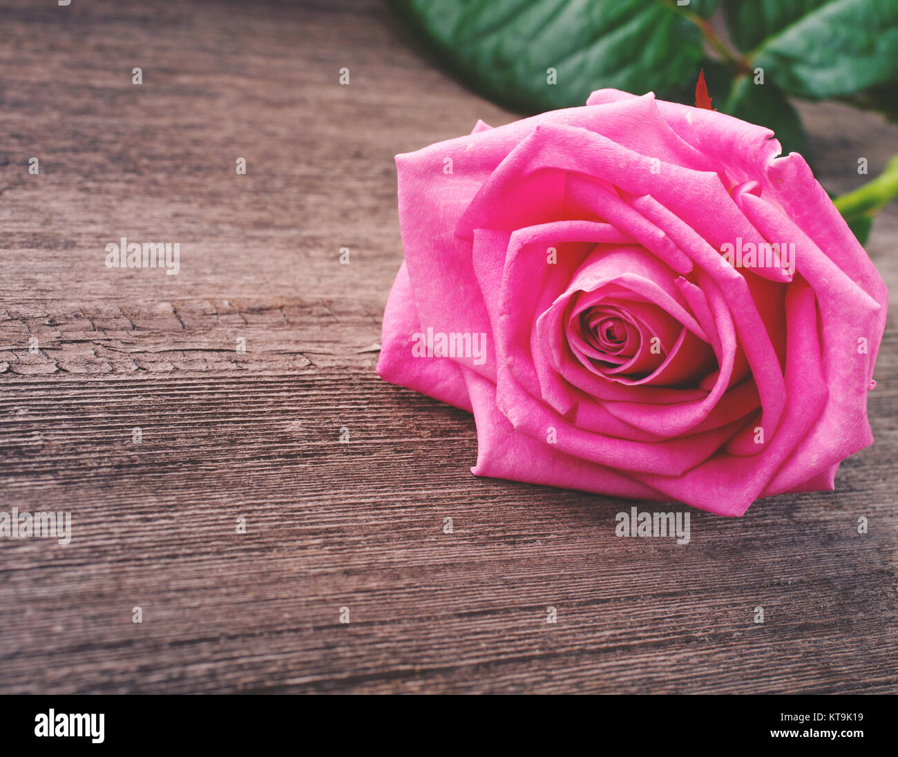 pink rose head on the wooden background Stock Photo - Alamy
