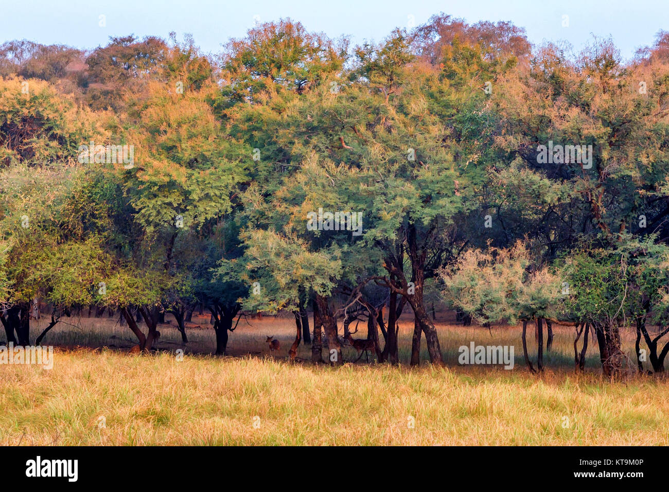 Landscape of Ranthambore national park, India Stock Photo - Alamy