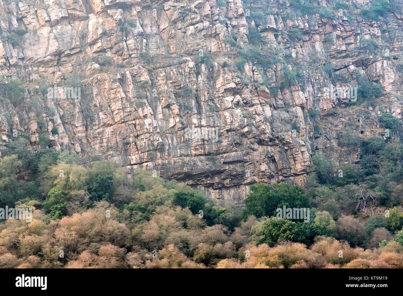Landscape of Ranthambore, India. Forest view Stock Photo - Alamy