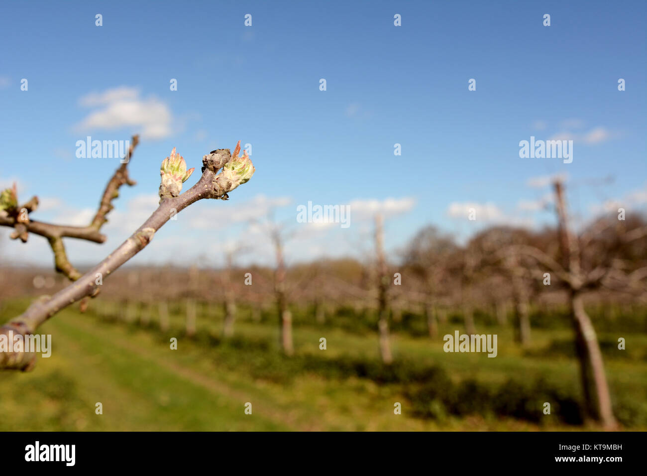Apple tree bud opening in an orchard Stock Photo - Alamy