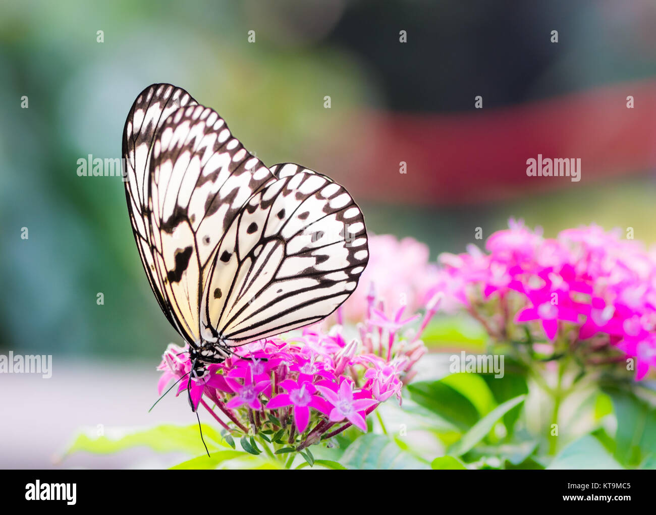 Large tree nymph butterfly on a flower blossom Stock Photo - Alamy