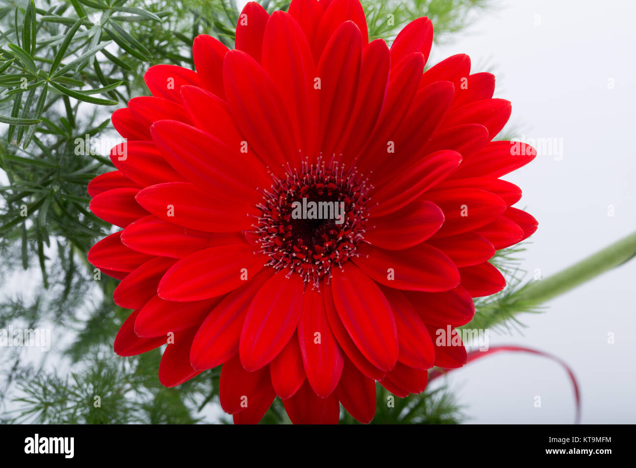 red gerbera daisy flower Stock Photo - Alamy