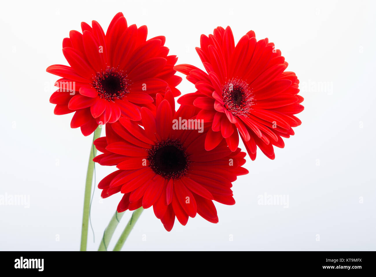 red gerbera daisy flower Stock Photo - Alamy
