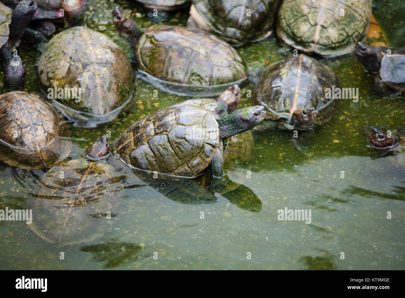 Turtles on the heap in natural water environment Stock Photo - Alamy
