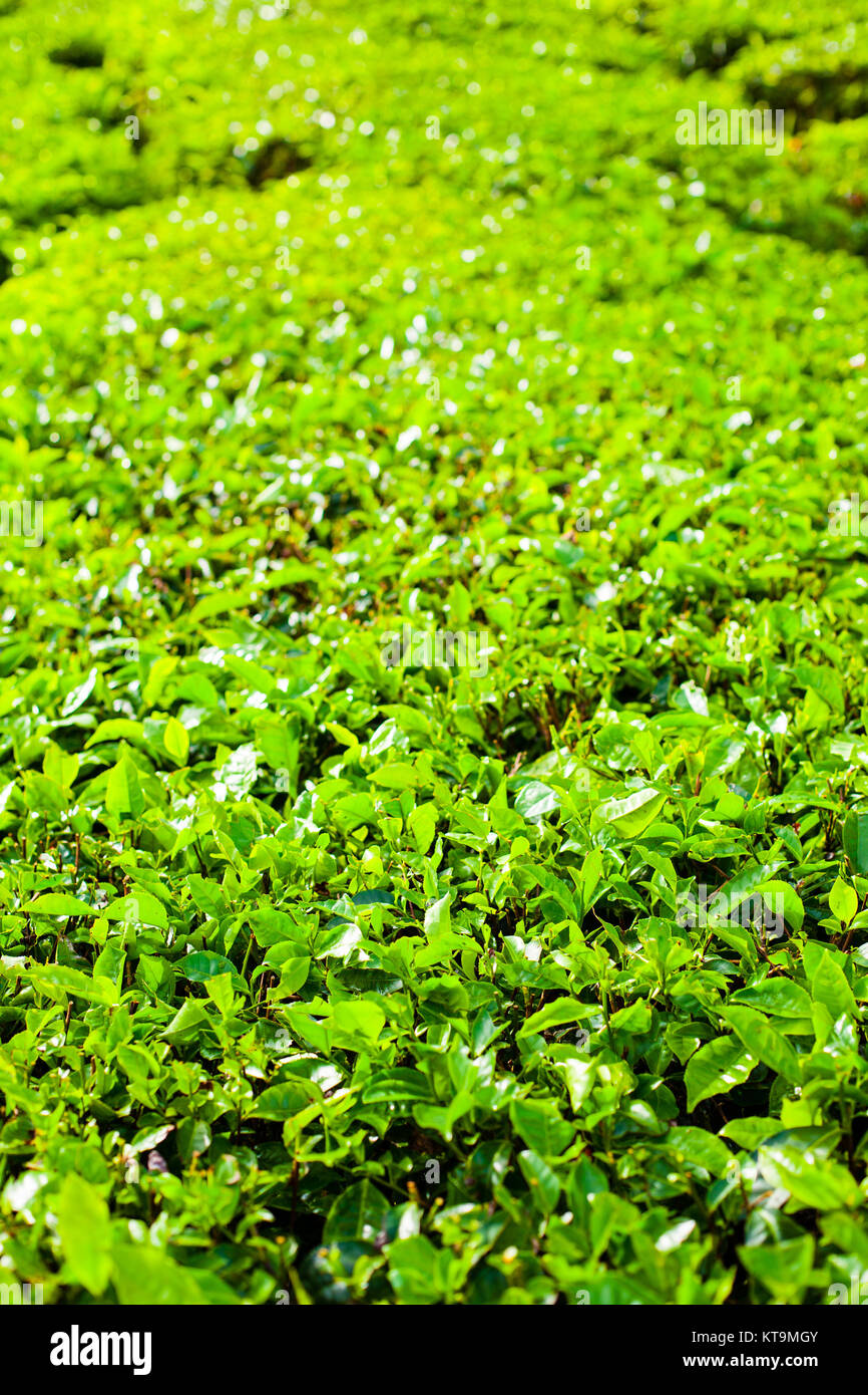Tea plantations with big bush in the foreground Stock Photo - Alamy