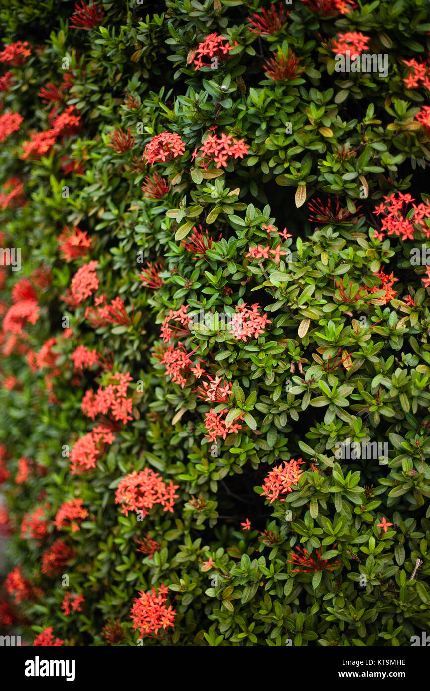 Wall life event in hi-res stock photography and images - Alamy