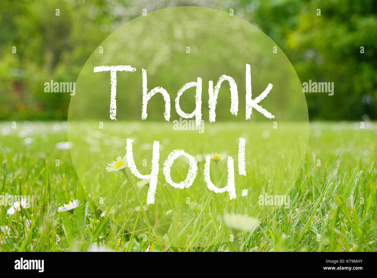 English Text Thank You. Spring Or Summer Gras Meadow With Daisy Flowers ...