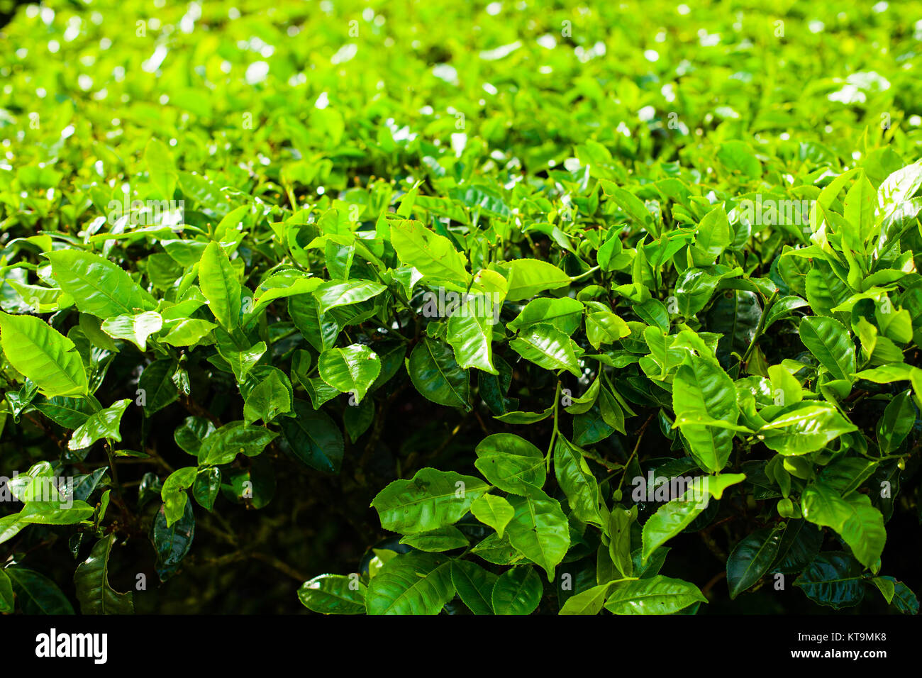 Tea plantations with big bush in the foreground Stock Photo - Alamy