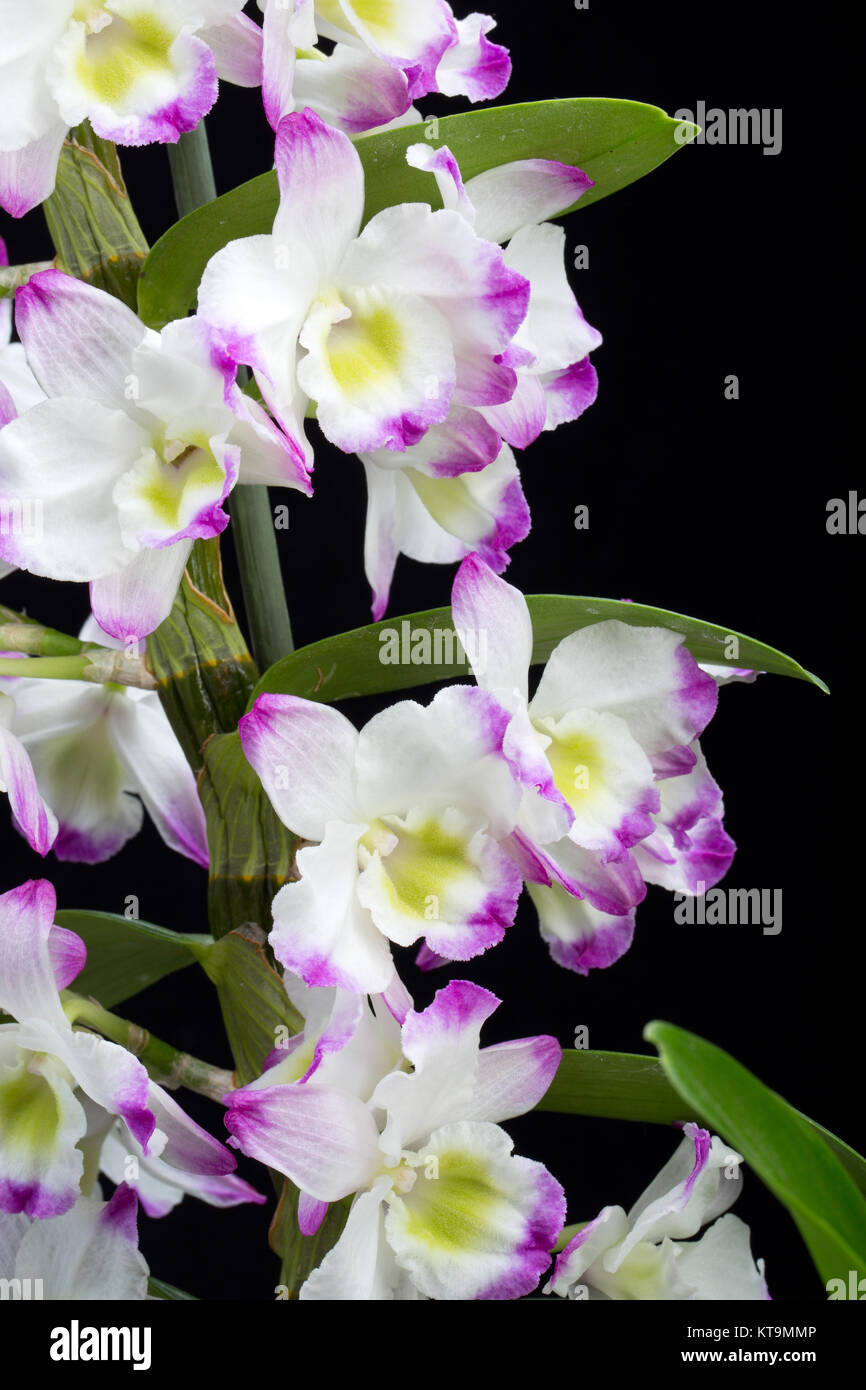 Dendrobium hybrids hi-res stock photography and images - Alamy