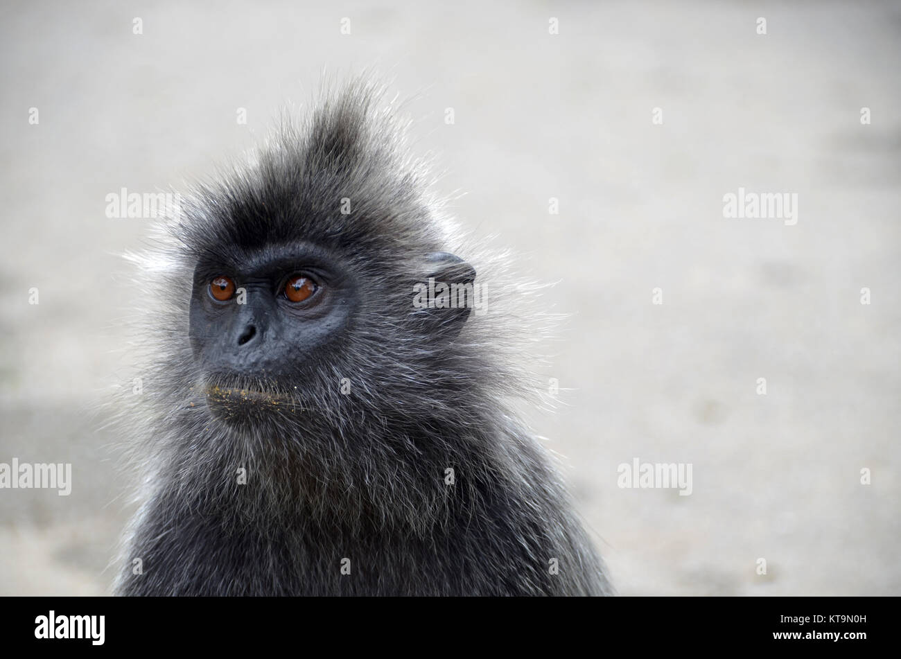 asian Macaque monkey local habitat in malaysia Stock Photo - Alamy