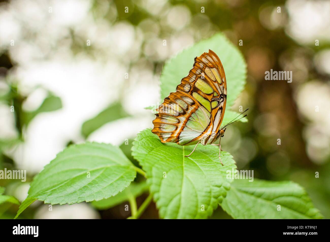 A malachite butterfly standing on a green leaf Stock Photo - Alamy